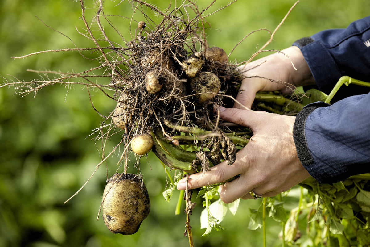 Plant-based gummies: 3 benefits of replacing gelatin with potato starch